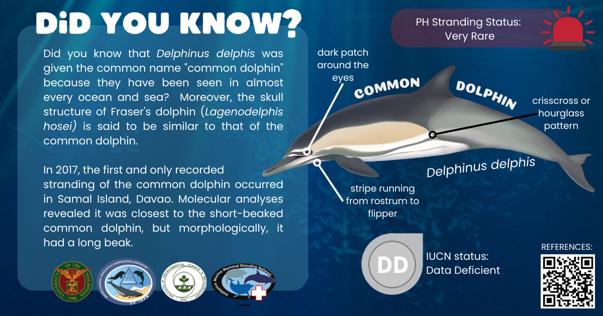 Blainuille's Beaked Whale, Blue Whale, Bryde's Whale, Common Bottlenose Dolphin, Common Dolphin ...