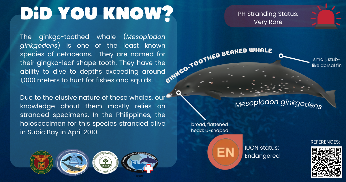 Fin Whale, Ginkgo-Toothed Beaked Whale, Humpback Whale, Indo-Pacific Bottlenose Dolphin ...