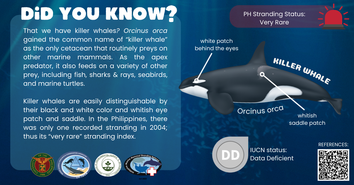 Killer Whale, Longman’s Beaked Whale, Melon-Headed Whale, Minke Whale ...