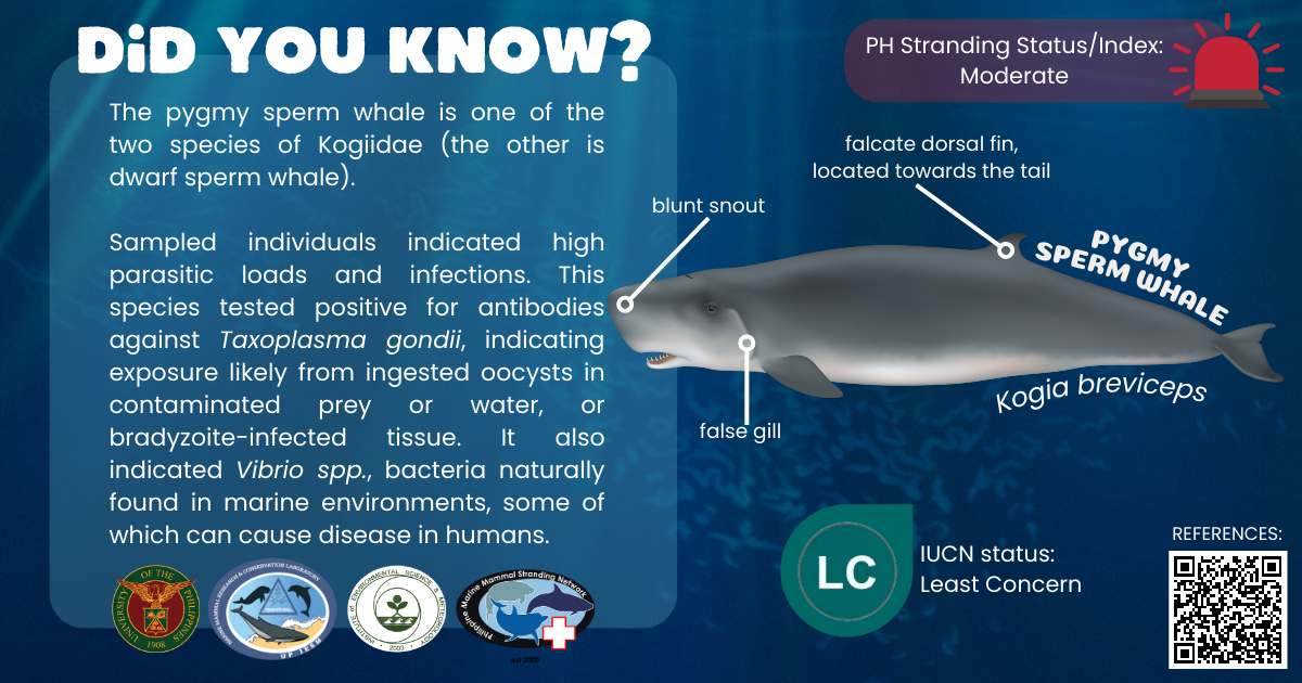 Pantropical Spotted Dolphin, Pygmy Killer Whale, Pygmy Sperm Whale ...