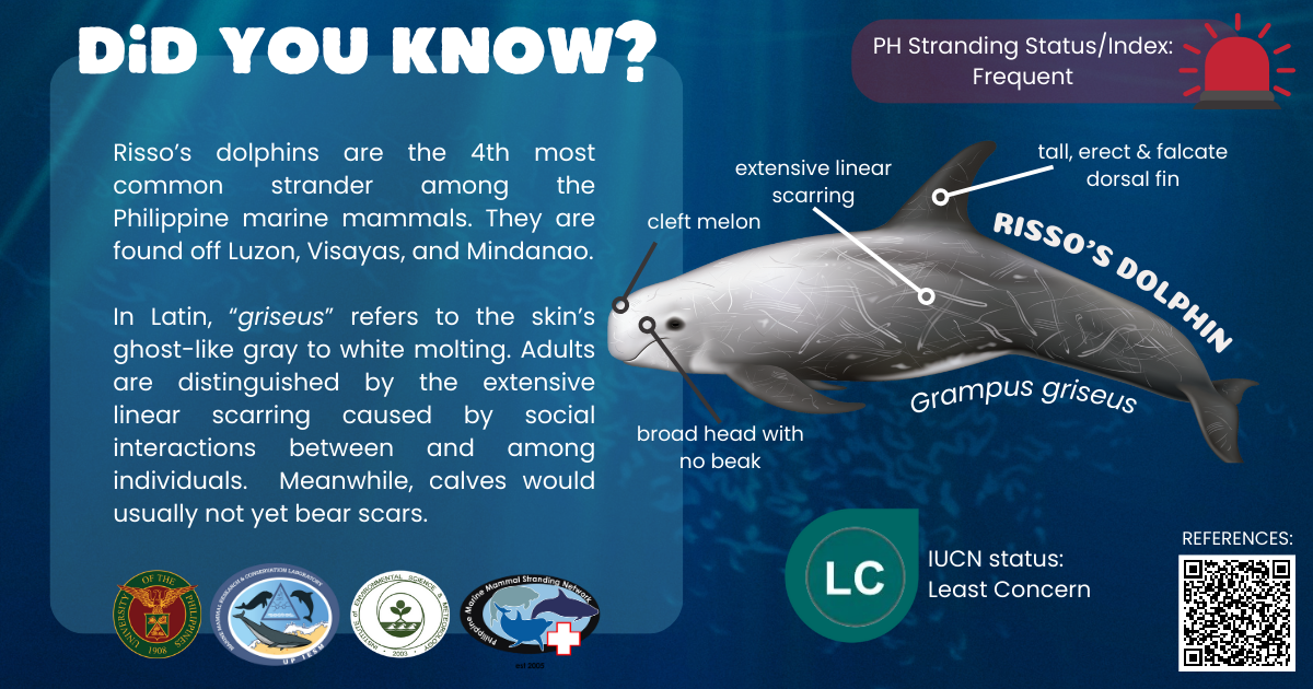 Risso’s Dolphins - Institute of Environmental Science & Meteorology