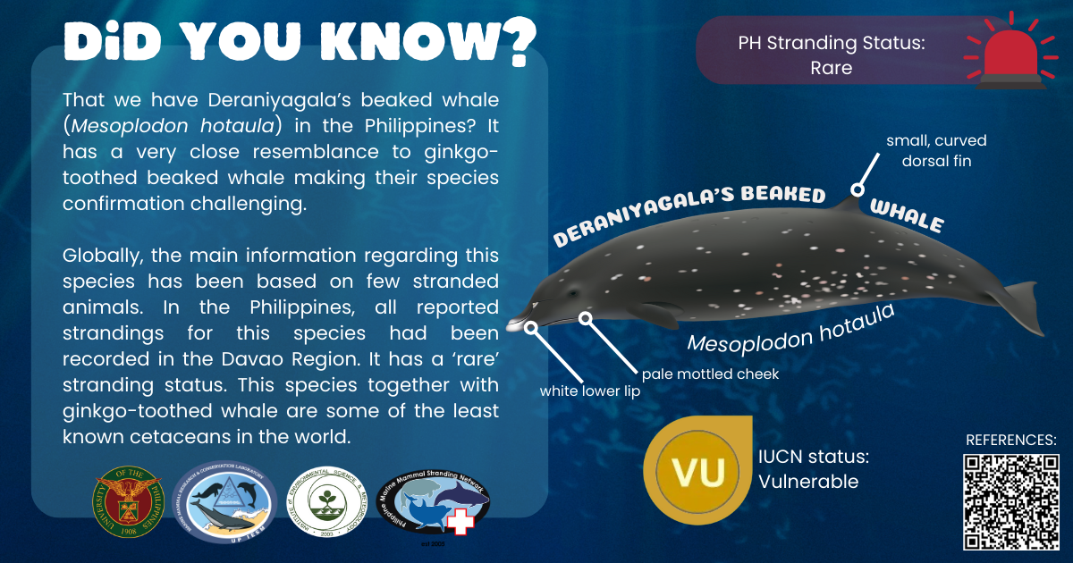 Deraniyagala’s Beaked Whale - Institute of Environmental Science ...