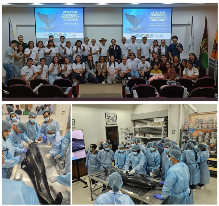 The Institute of Environmental Science & Meteorology’s Marine Mammal ...