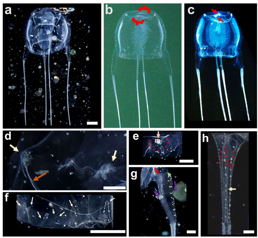 Philippine Box Jellyfish: New and First Records Discovered in the Coral ...